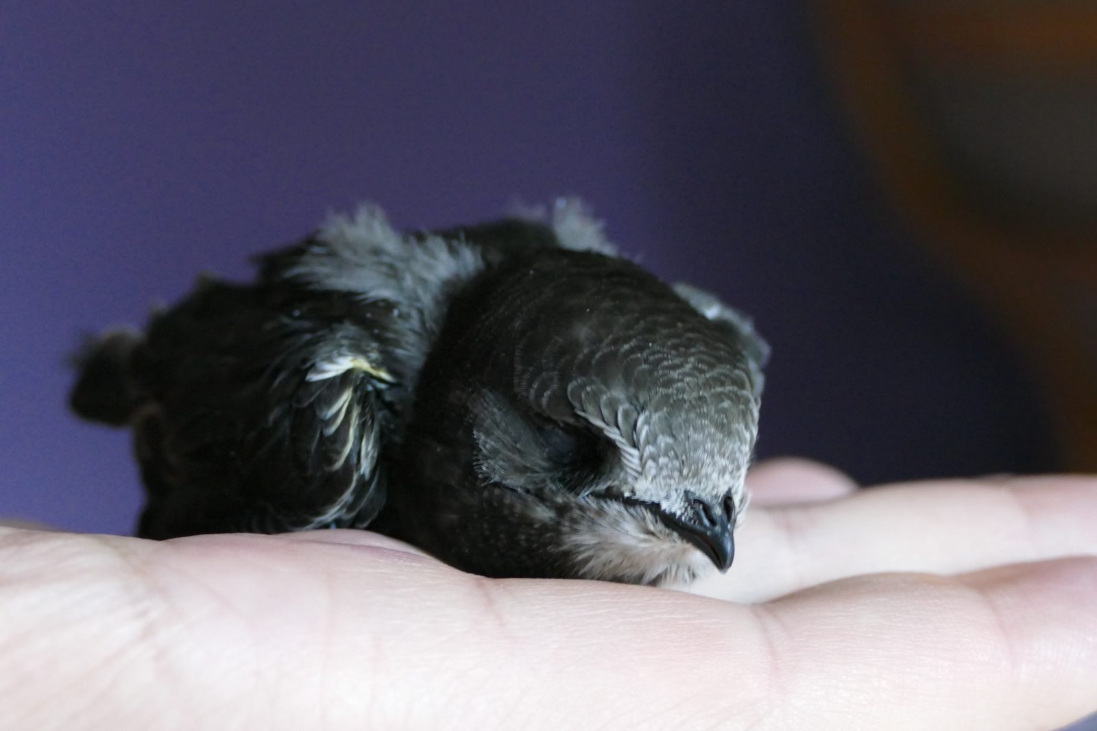 Jerzyk na komary - Dąbrowa Górnicza