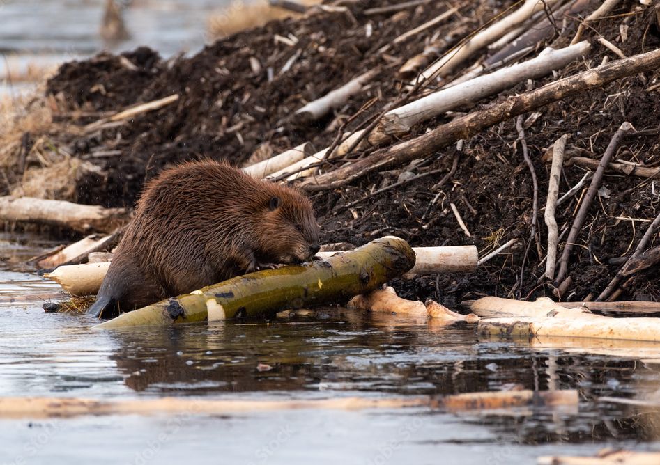 Bobry lubią Dąbrowę. Żyją w zgodzie, nie są uciążliwe - Dąbrowa Górnicza