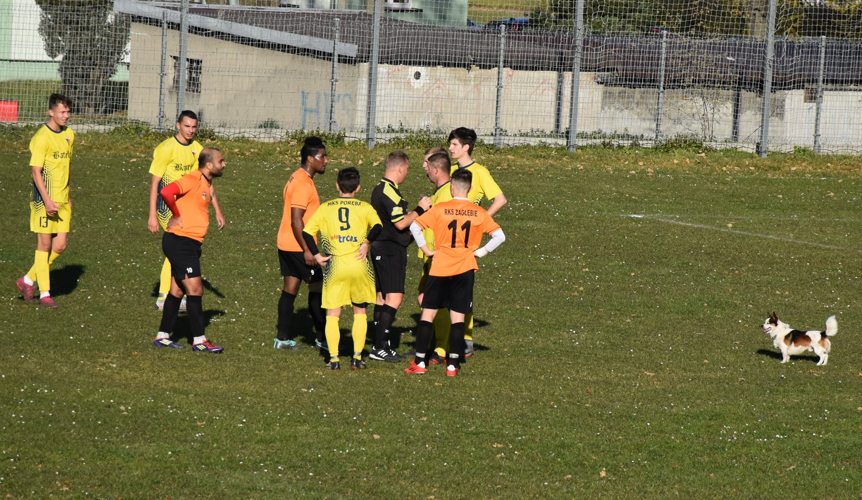 Pies Borysek – czyli piękno futbolu - Dąbrowa Górnicza